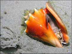 Strombus pugilis Linnaeus, 1758 West Indian Fighting Conch